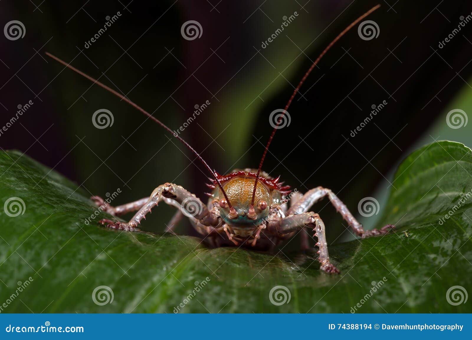 Armoured Cricket (Acanthoplus Discoidalis) Stock Photo - Image of ...