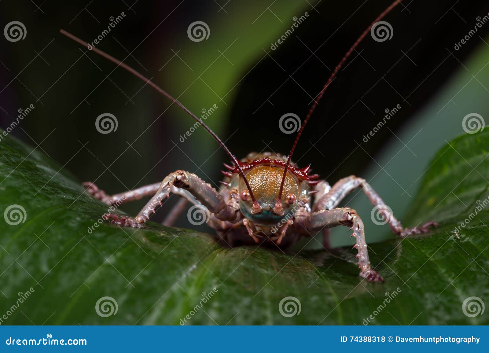Armoured Cricket (Acanthoplus Discoidalis) Stock Photo - Image of ...
