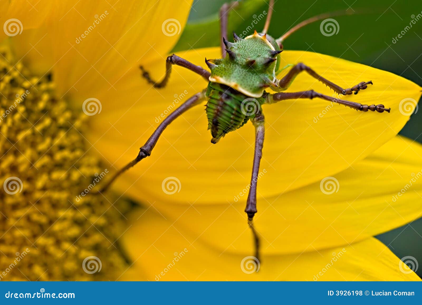 Armoured Ground Cricket, Corn Cricket, Armored Ground Katydid ...