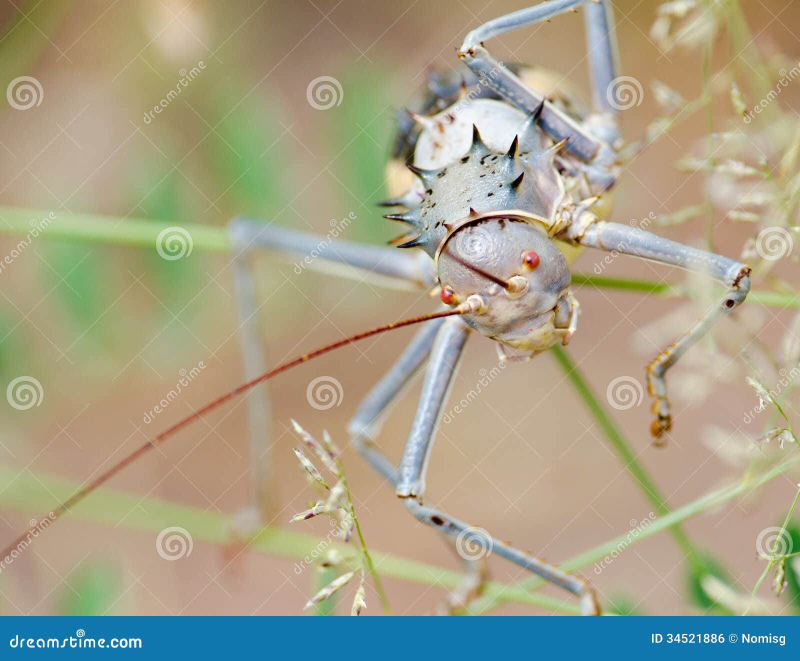 Armoured Ground Cricket, Corn Cricket, Armored Ground Katydid ...