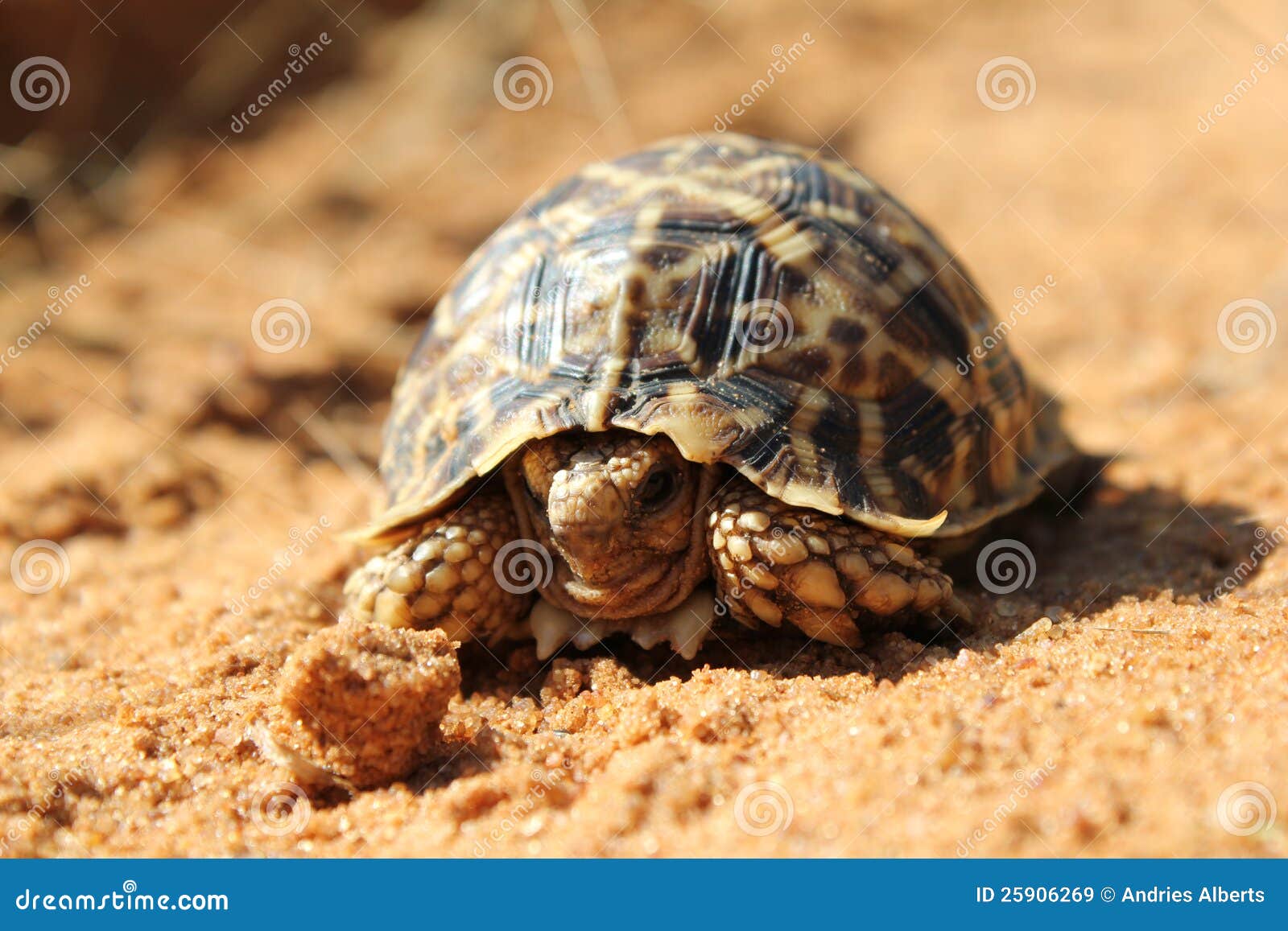 Armoured shell - Tortoise stock image. Image of namibia - 25906269