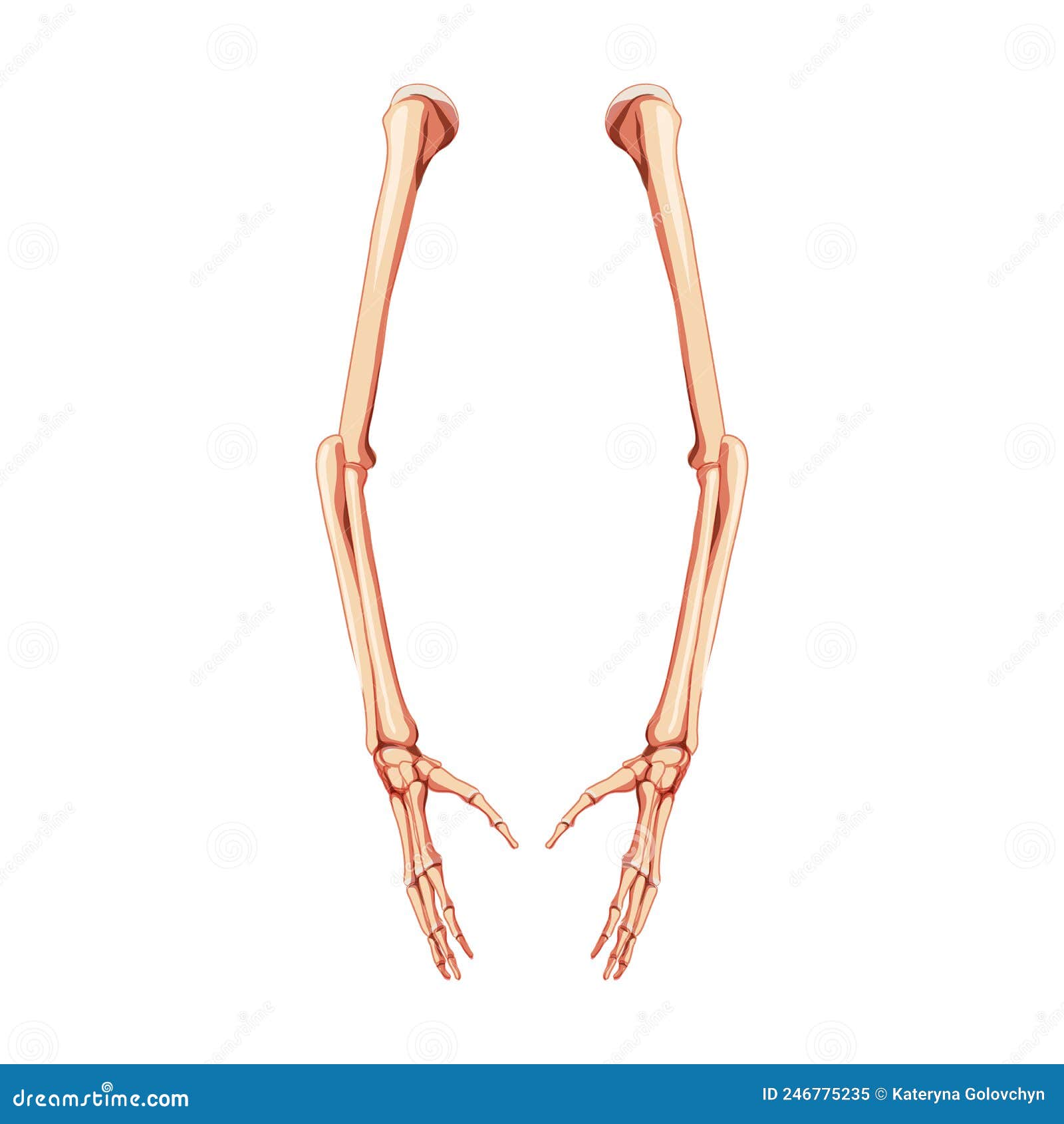 Arms Skeleton Human Side Lateral View. Set of Hands, Forearms, Humerus ...