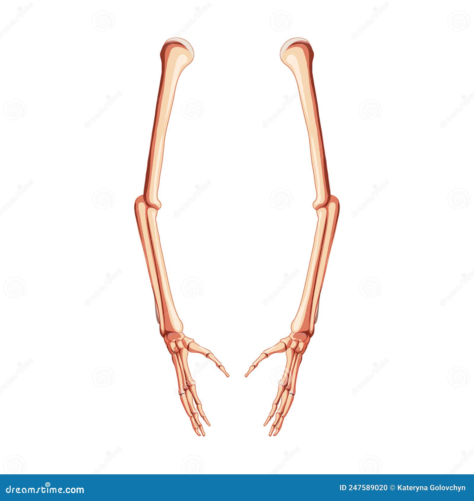 Arms Skeleton Human Side View. Set Of 3D Hands, Forearms, Humerus, Ulna ...