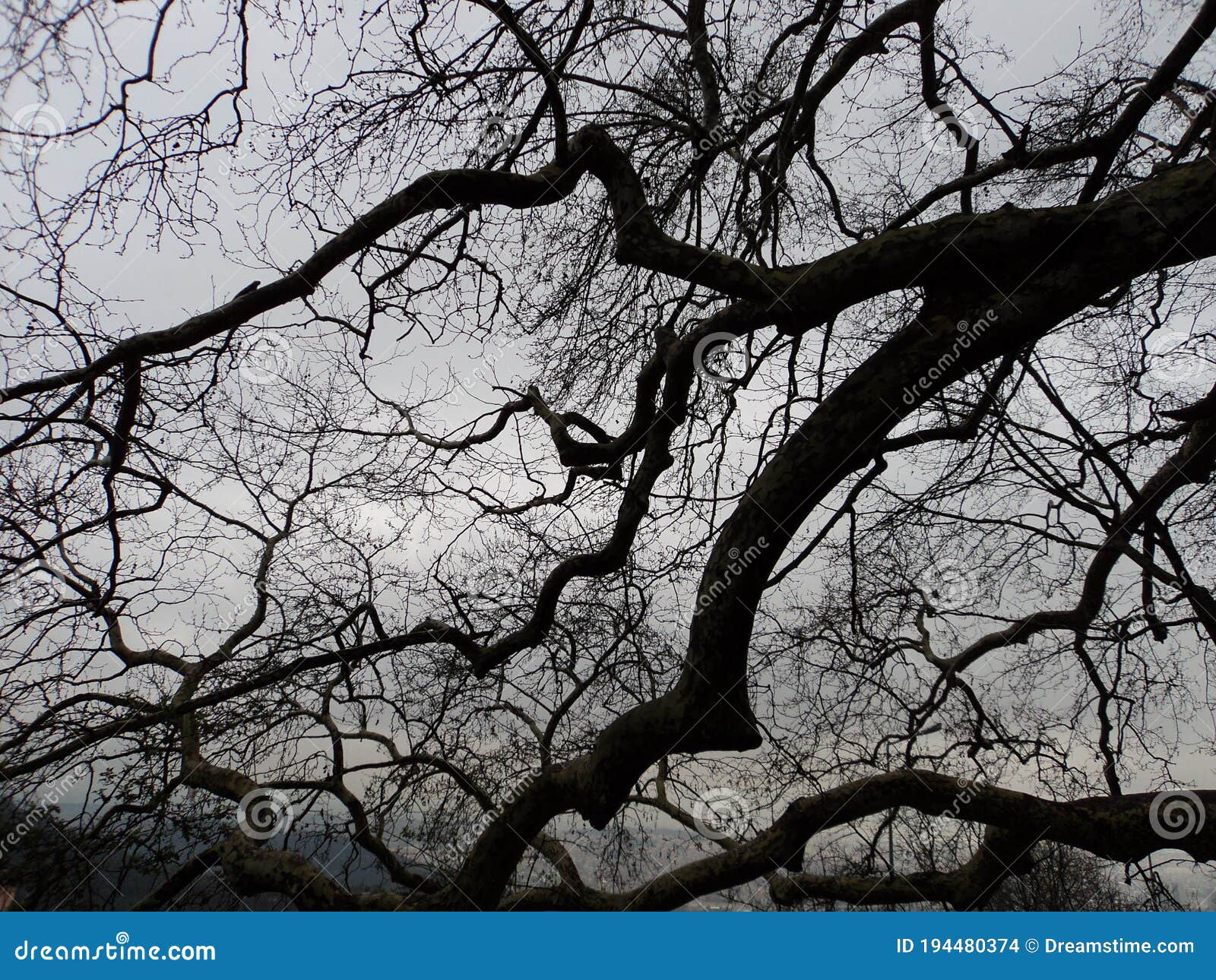 Arms of the tree stock photo. Image of blue, natura - 194480374