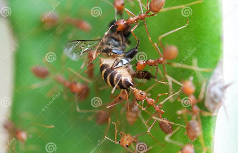 Army Ant and bee stock photo. Image of teamwork, nests - 15212698