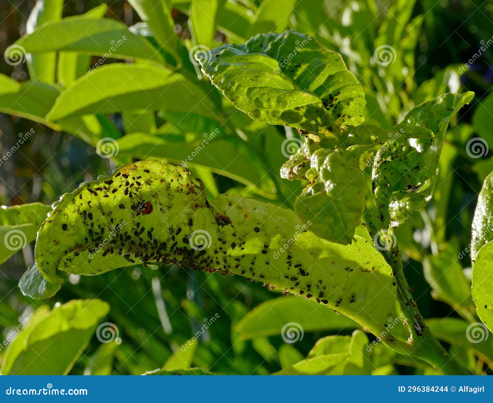 Aphids on a Young Citrus Tree Stock Photo - Image of plant, control ...