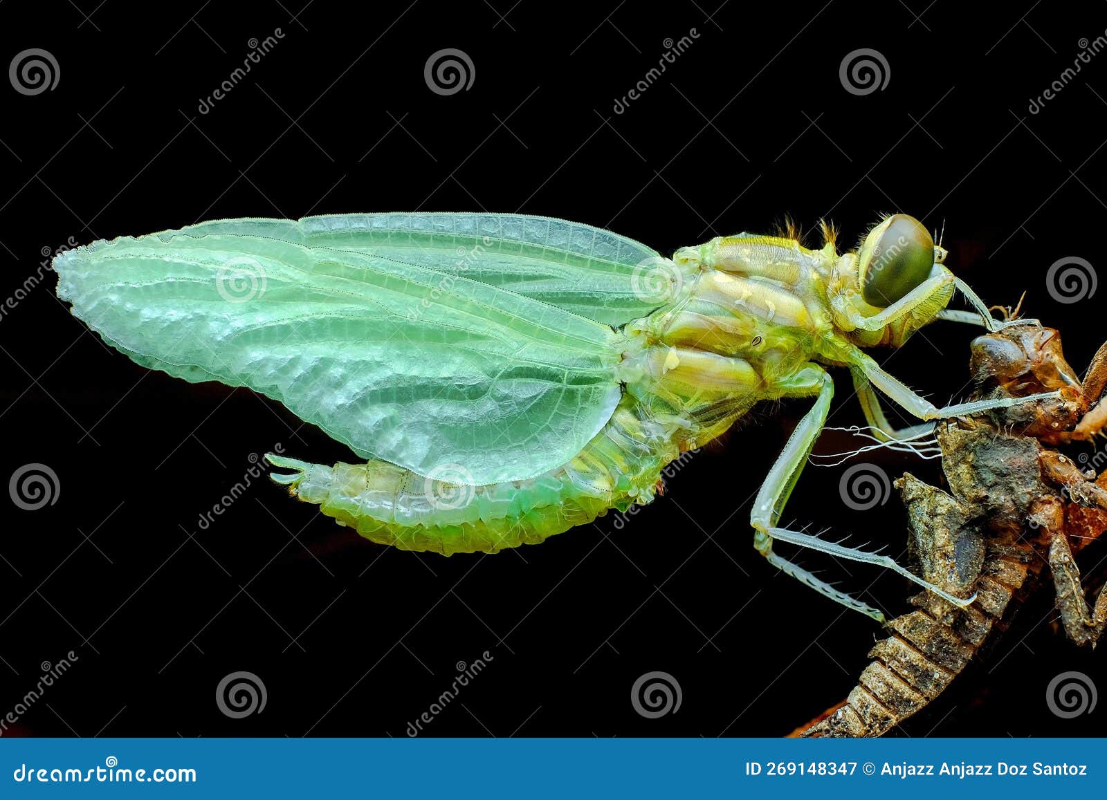 Army dragonfly stock image. Image of beautiful, animal - 269148347
