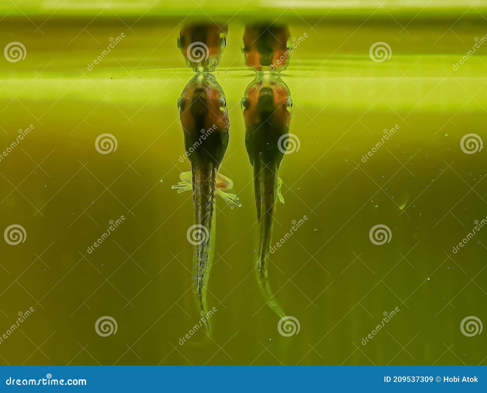 An Army of Green Frog Tadpoles. Stock Image - Image of green, army ...
