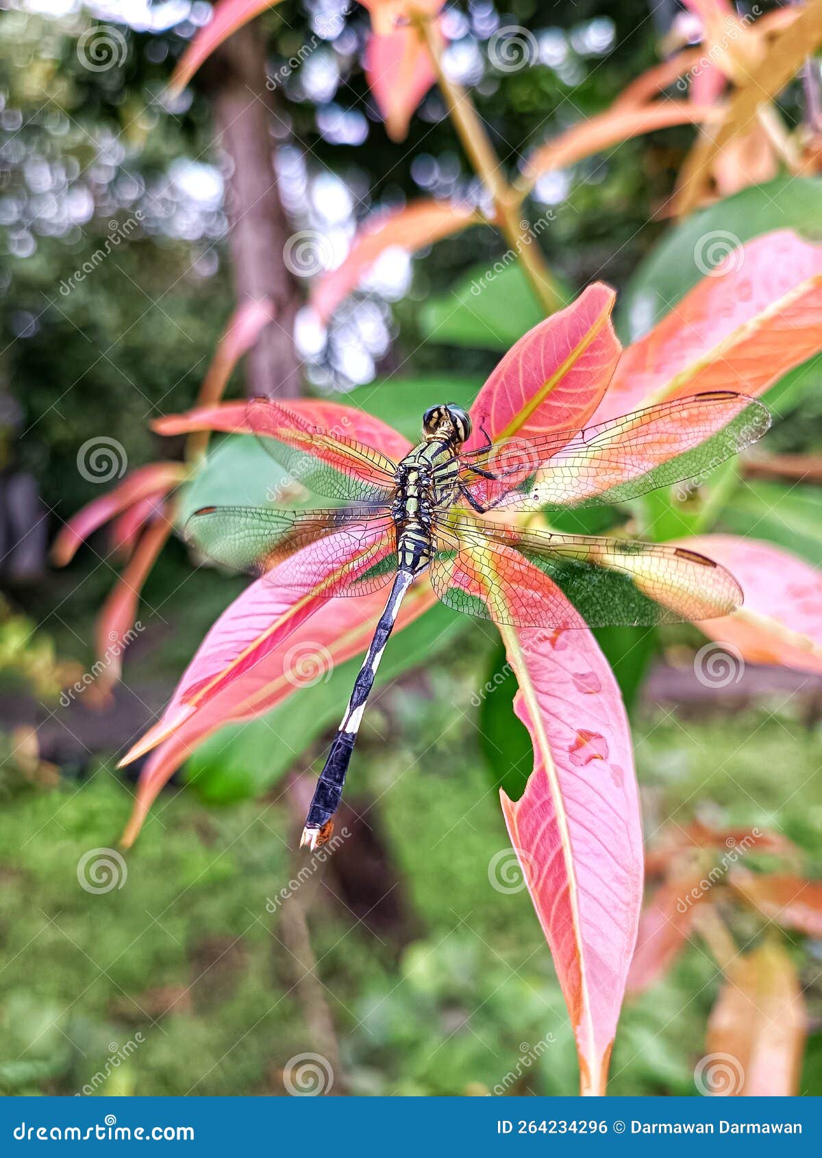 Army Pattern on Dragonfly Body Stock Photo - Image of body, army: 264234296