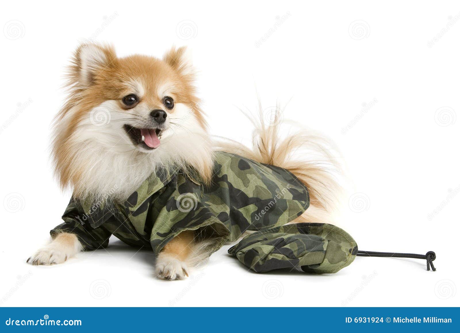 Army Pup stock photo. Image of hunter, brown, mammal, costume - 6931924