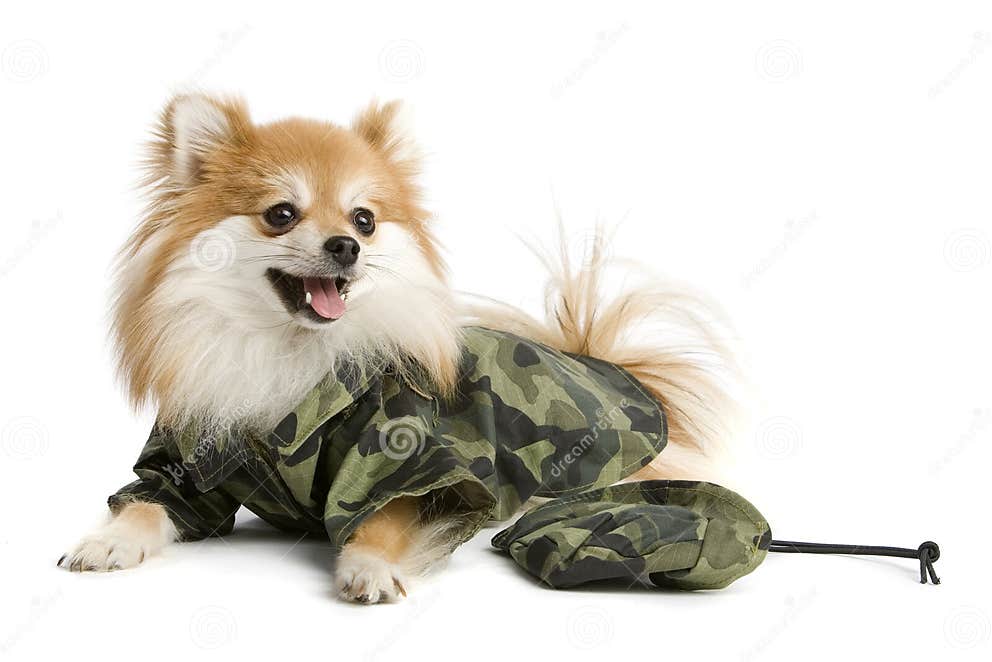 Army Pup stock photo. Image of hunter, brown, mammal, costume - 6931924