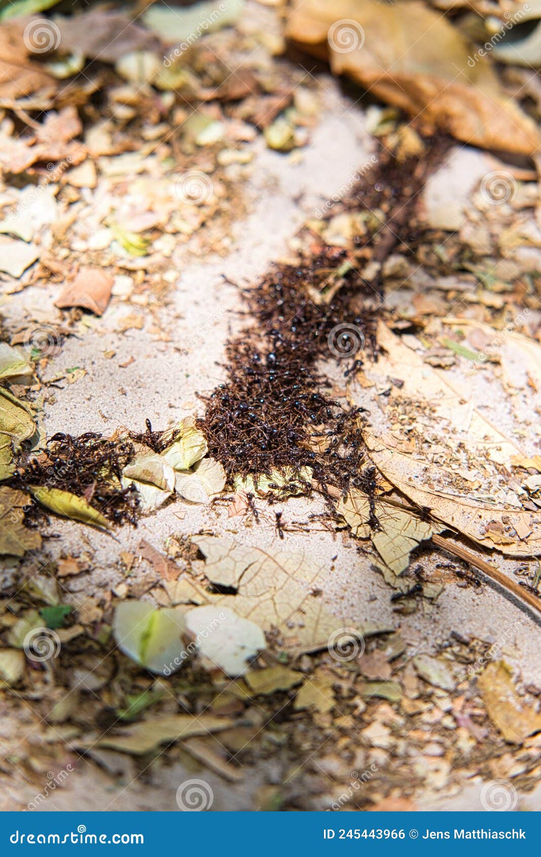 African Army Ants