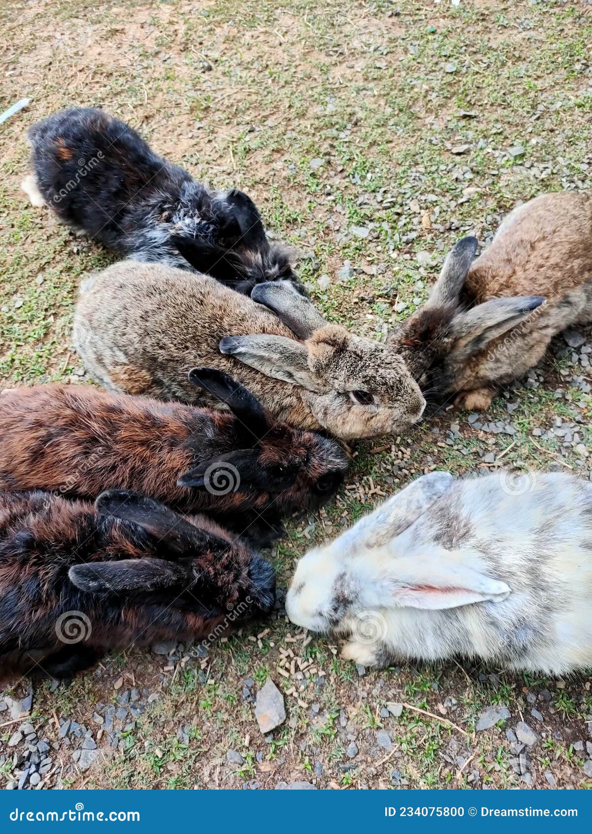 Parit Animal Stock Photos - Free & Royalty-Free Stock Photos from ...