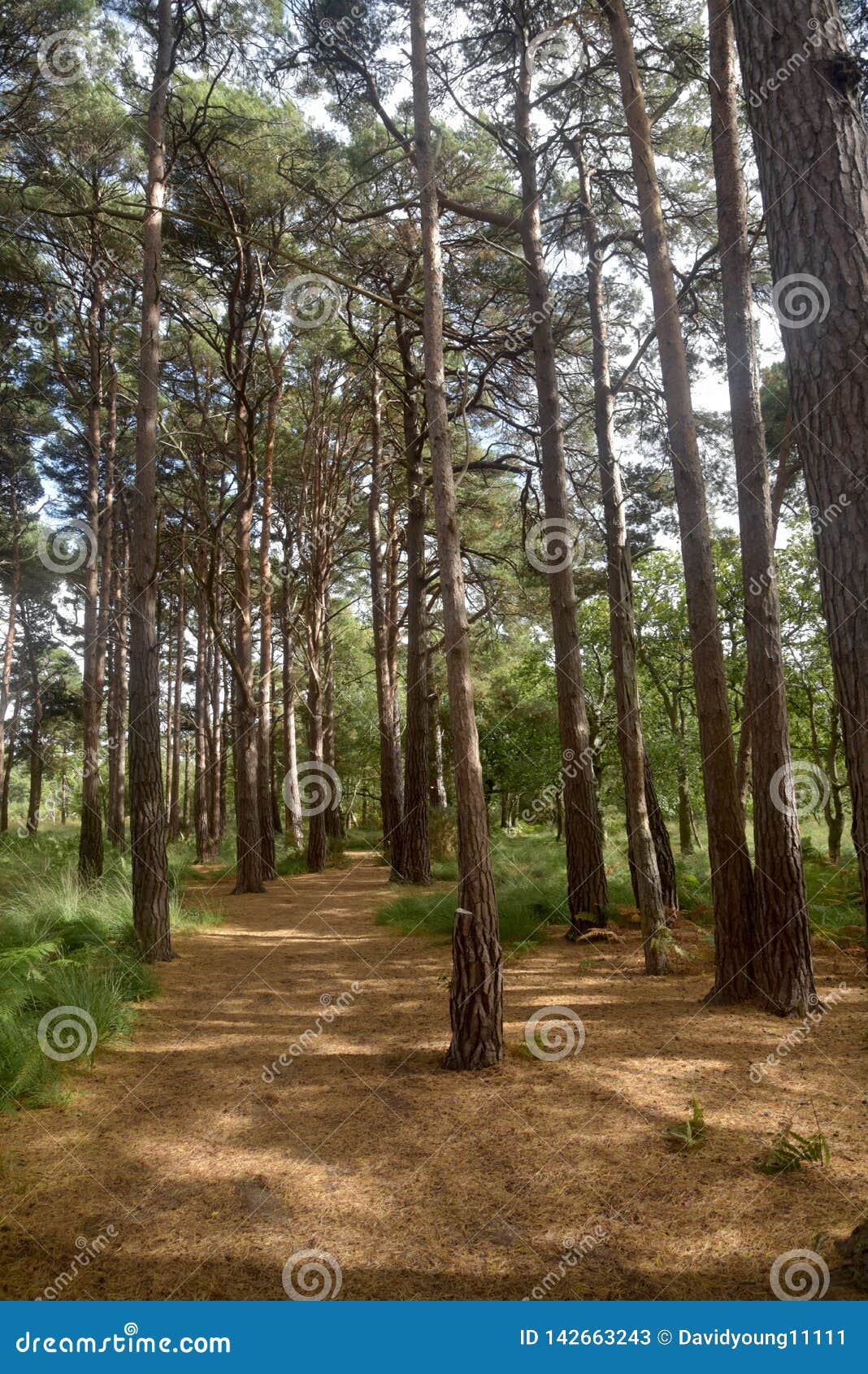 Arne Nature Reserve, Dorset Stock Image - Image of outdoors, holiday ...
