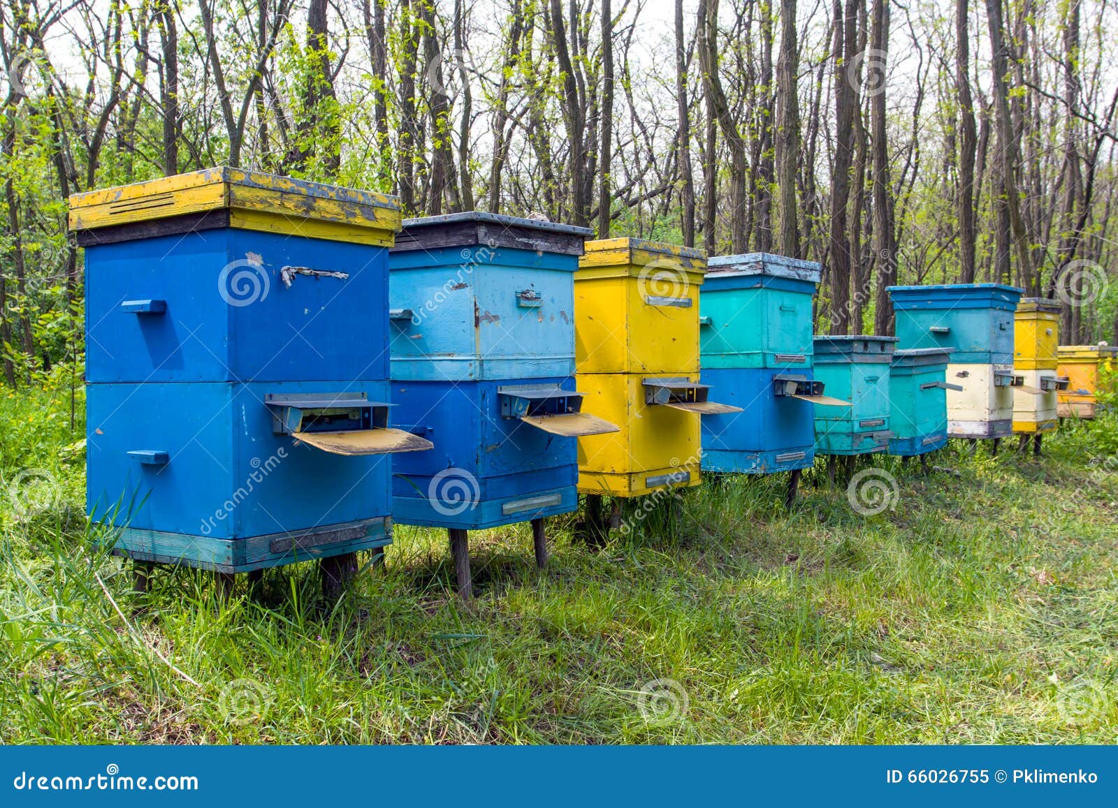 Arnia in foresta immagine stock. Immagine di paesaggio - 66026755