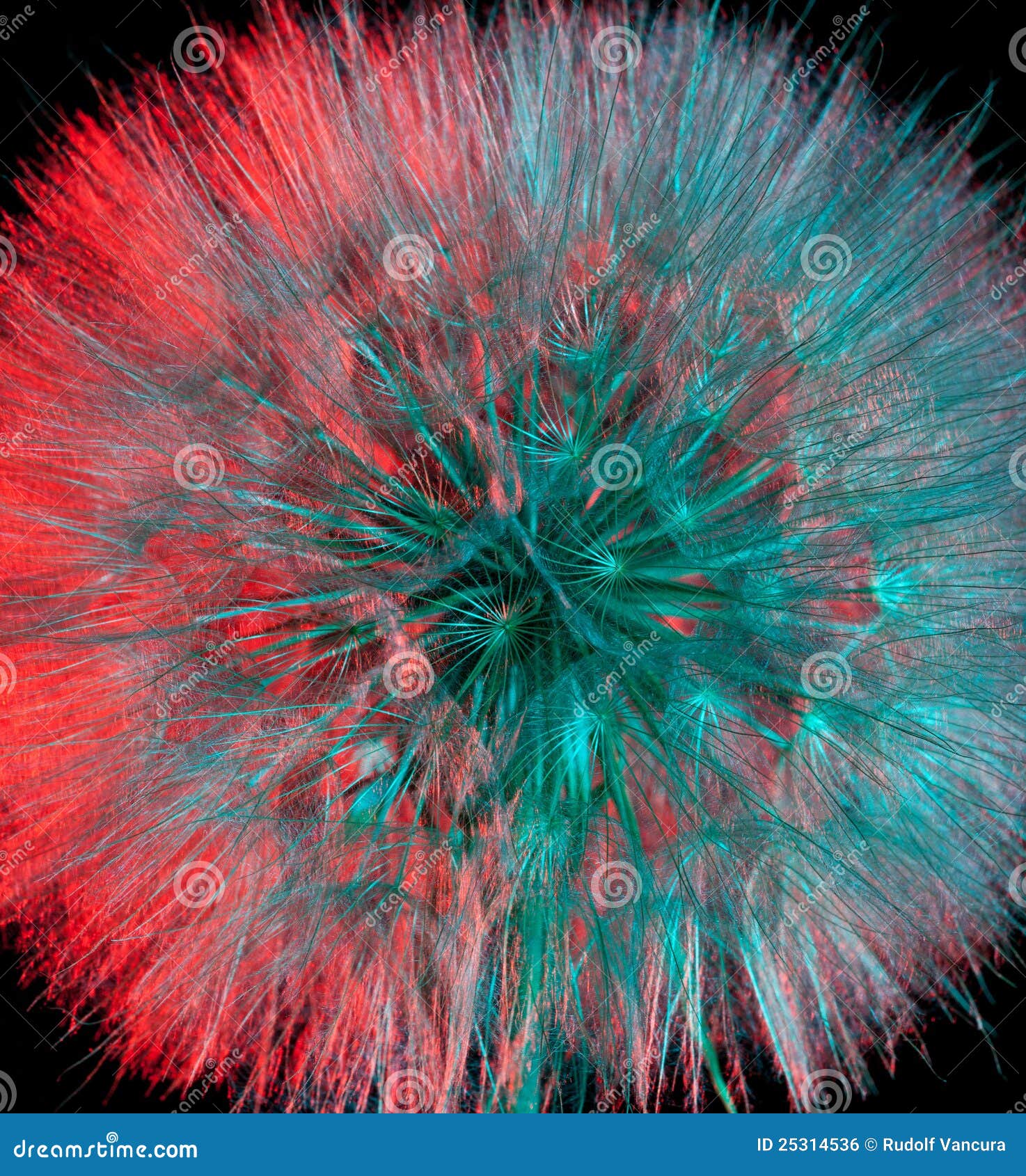 1,167 Lit Seeds Stock Photos - Free & Royalty-Free Stock Photos from ...