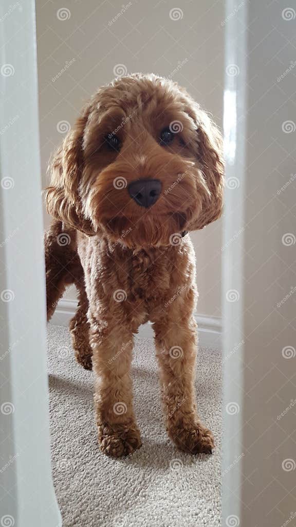 Arnie the cockapoo stock image. Image of cockapoo, freshly - 72209651