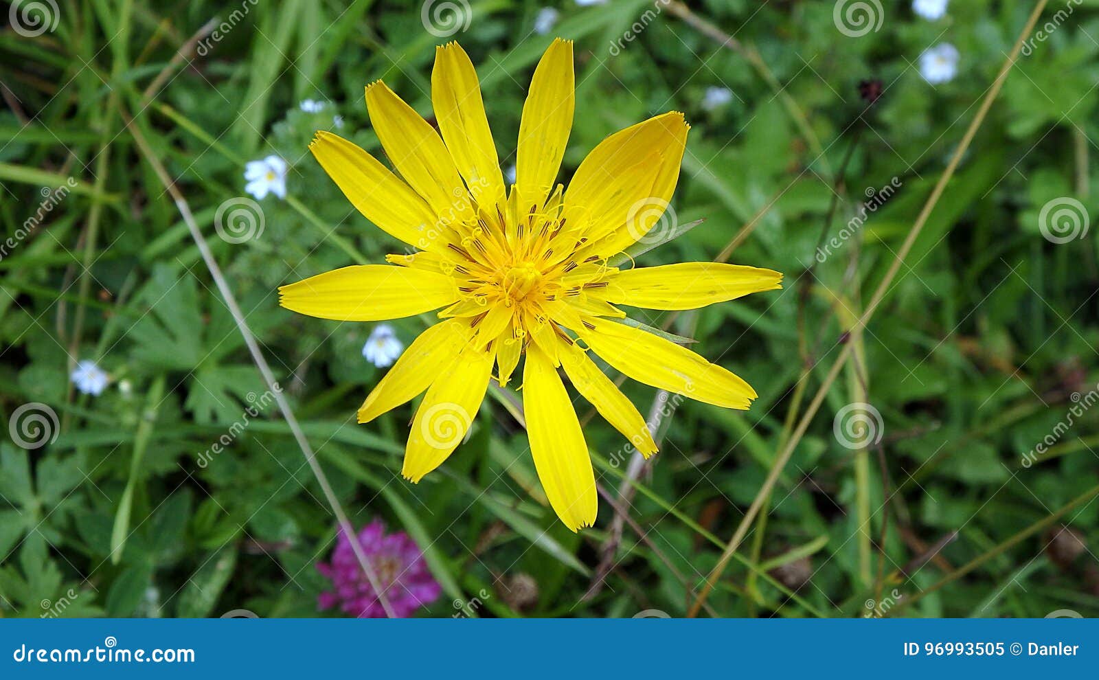 Arnika - gul blomma fotografering för bildbyråer. Bild av miljö - 96993505