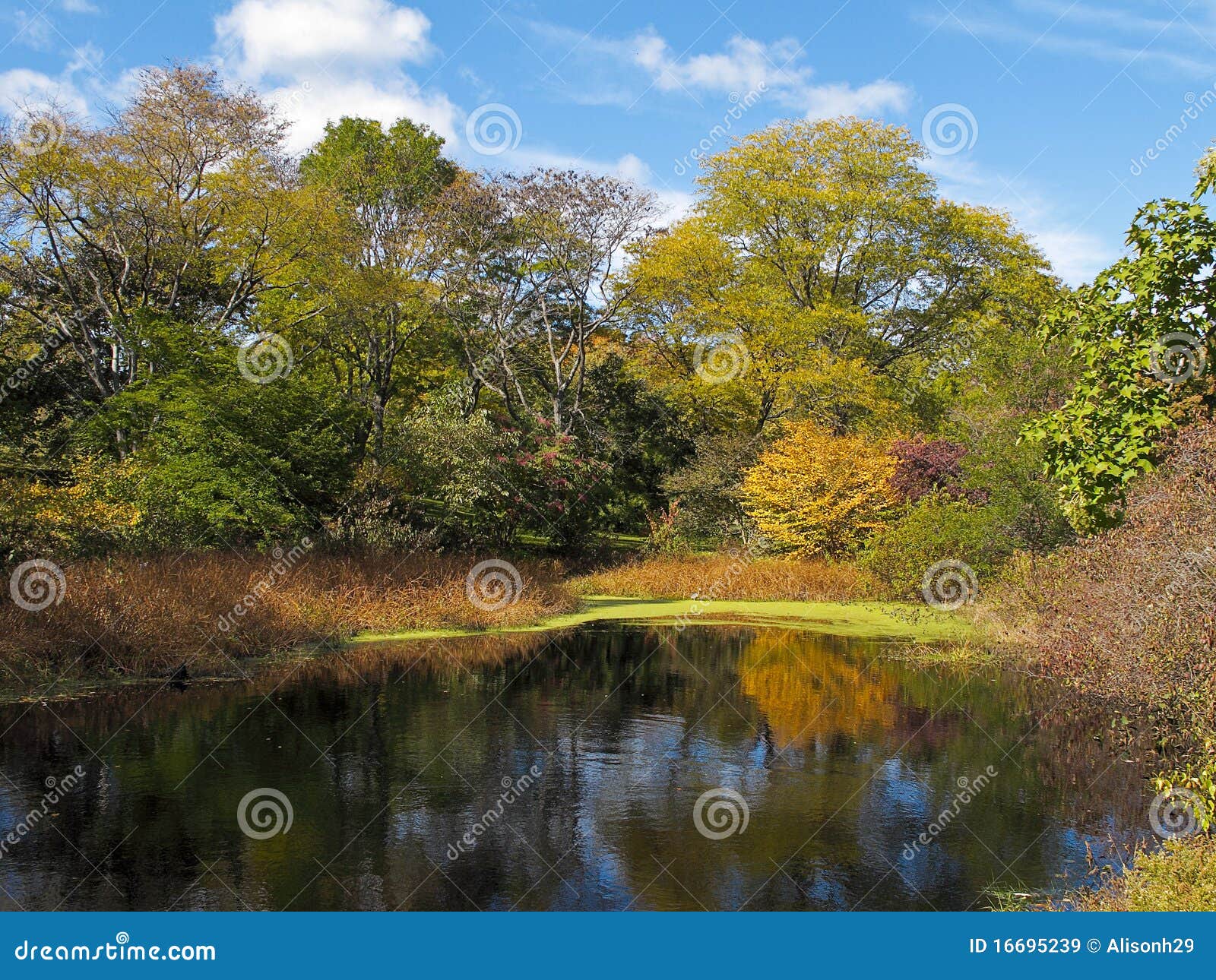 Arnold Arboretum, Boston stock image. Image of landscaped - 16695239