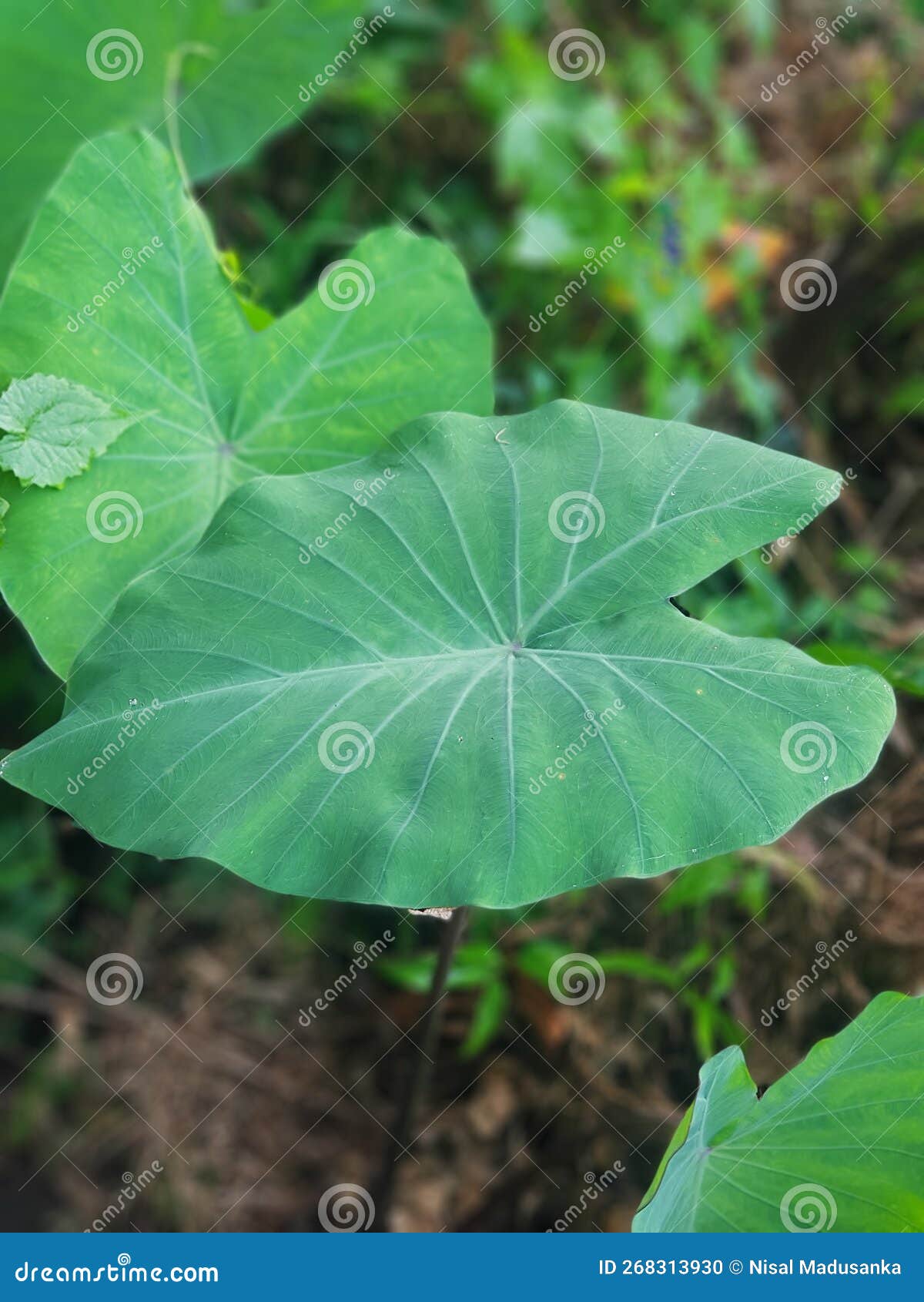 Aroid plant srilanka stock photo. Image of produce, stream - 268313930
