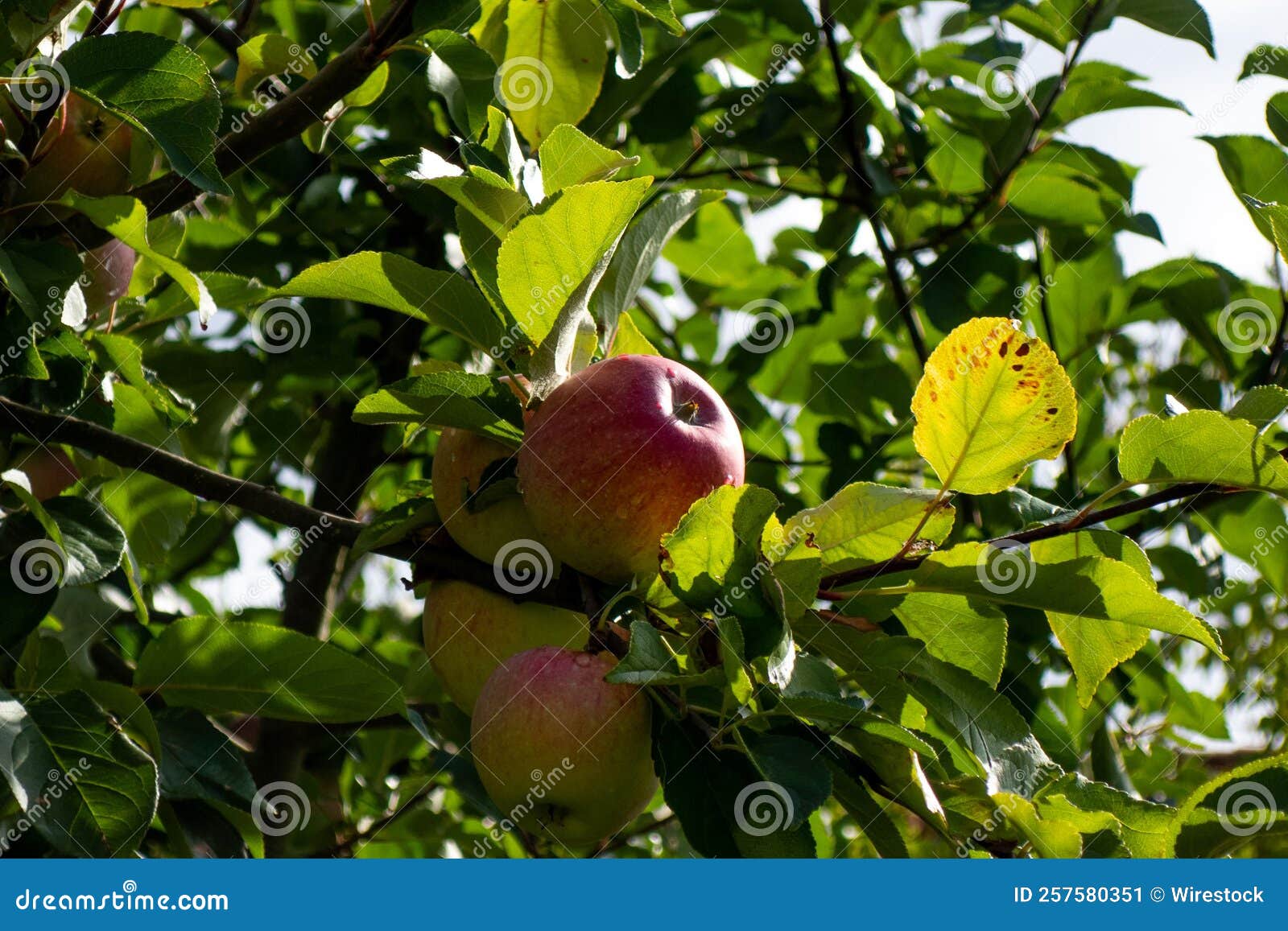 Aroma Apple in Sunlight stock image. Image of orchard - 257580351