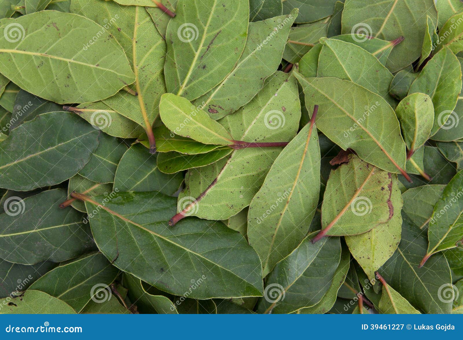 Aromatic bay leaves stock image. Image of relish, scented - 39461227