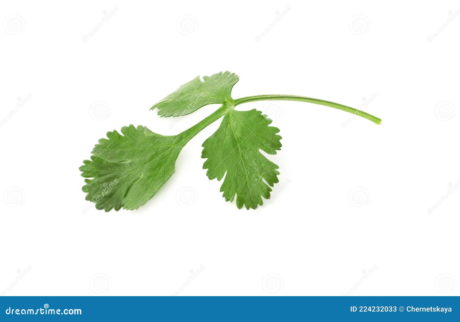 Aromatic Fresh Green Cilantro Isolated on White Stock Image - Image of ...