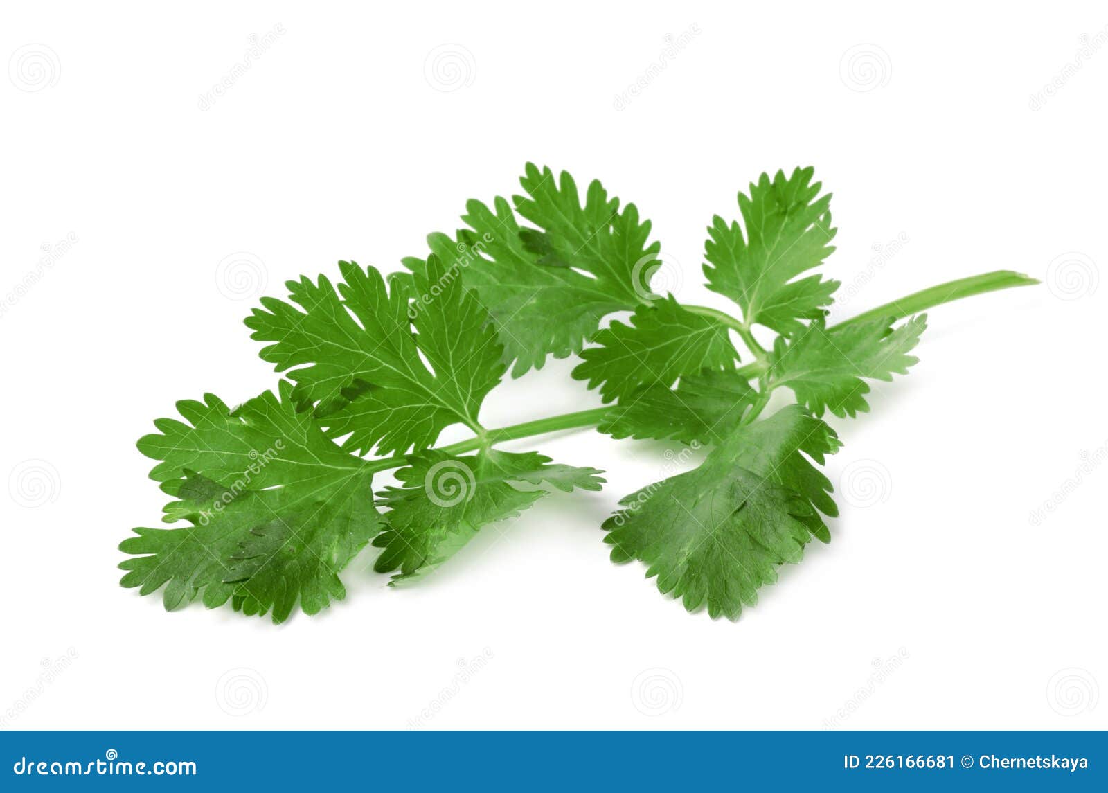 Aromatic Fresh Green Cilantro Isolated on White Stock Image - Image of ...