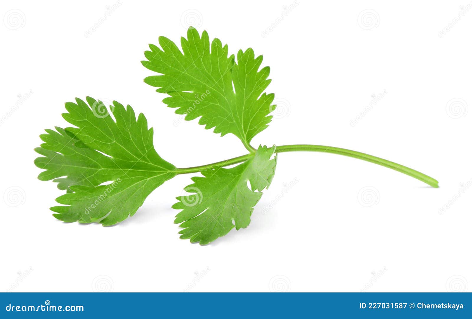 Aromatic Fresh Green Cilantro Isolated on White Stock Image - Image of ...