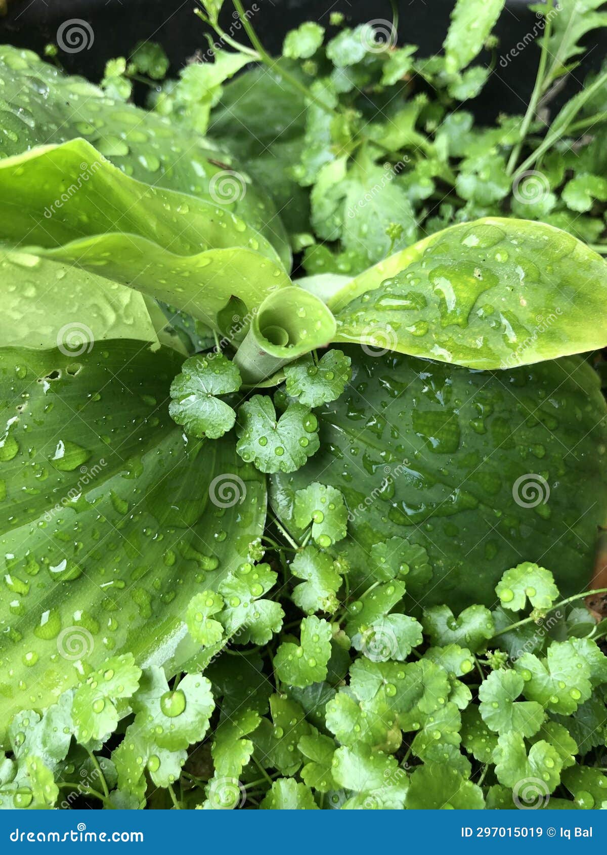 Aromatic Ginger Leaf with Rain Water Stock Image - Image of background ...