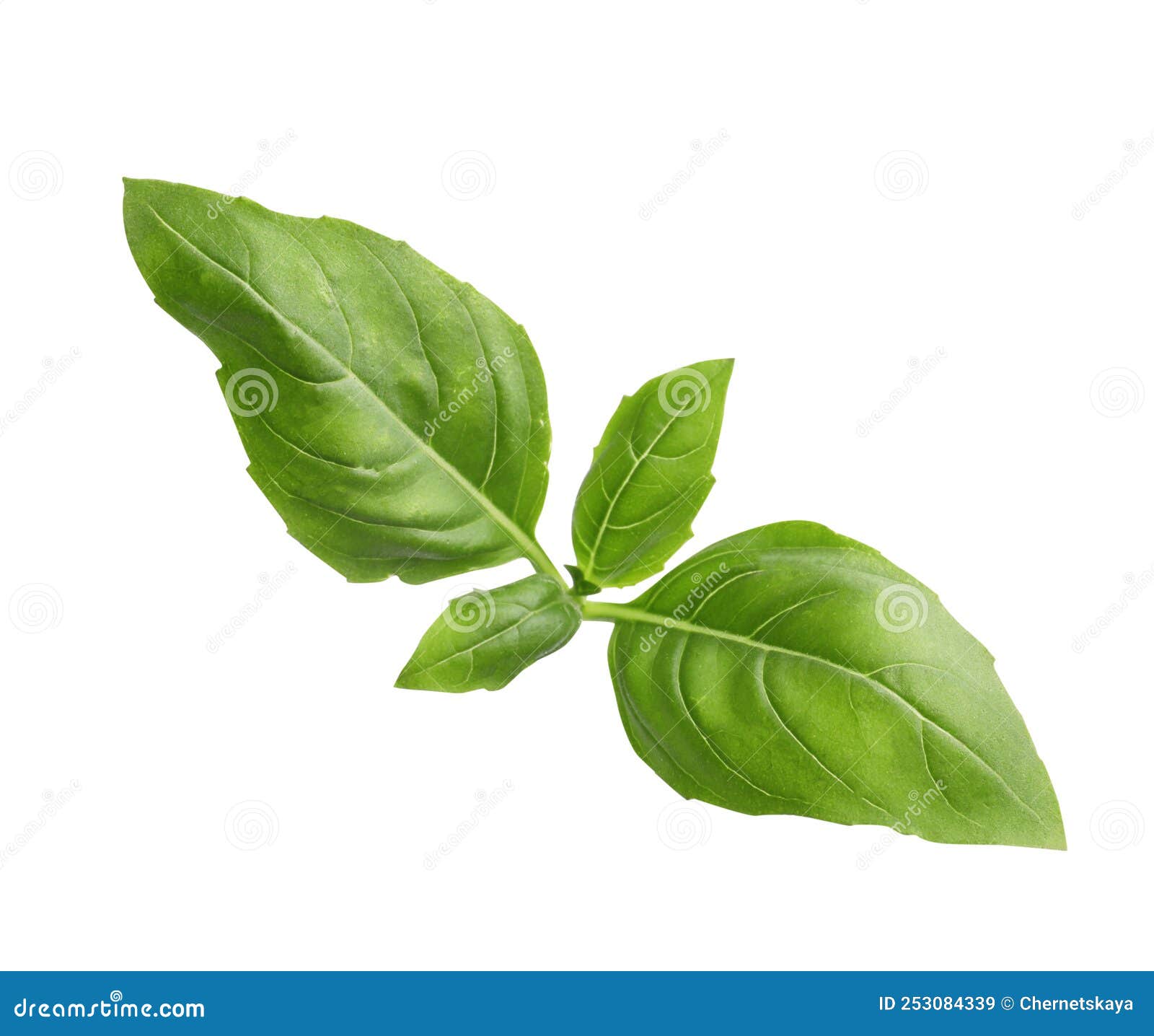 Aromatic Green Basil Sprig Isolated. Fresh Herb Stock Image - Image of ...
