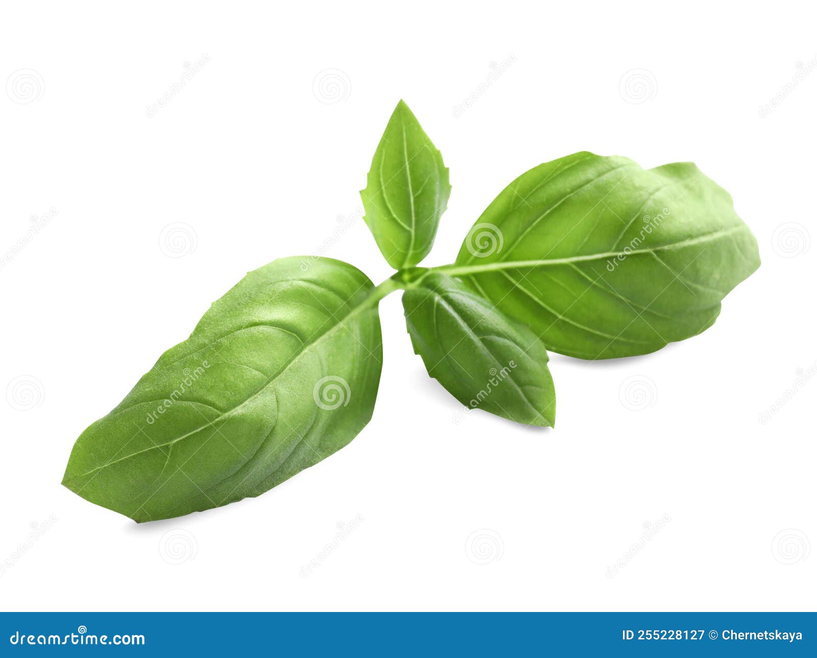 Aromatic Green Basil Sprig Isolated on White. Fresh Herb Stock Image ...