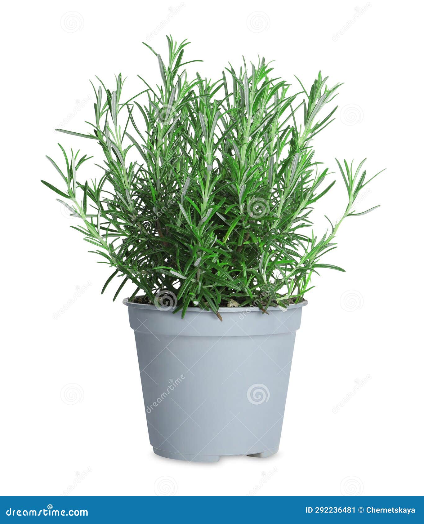 Aromatic Green Rosemary in Pot Isolated on White Stock Image - Image of ...