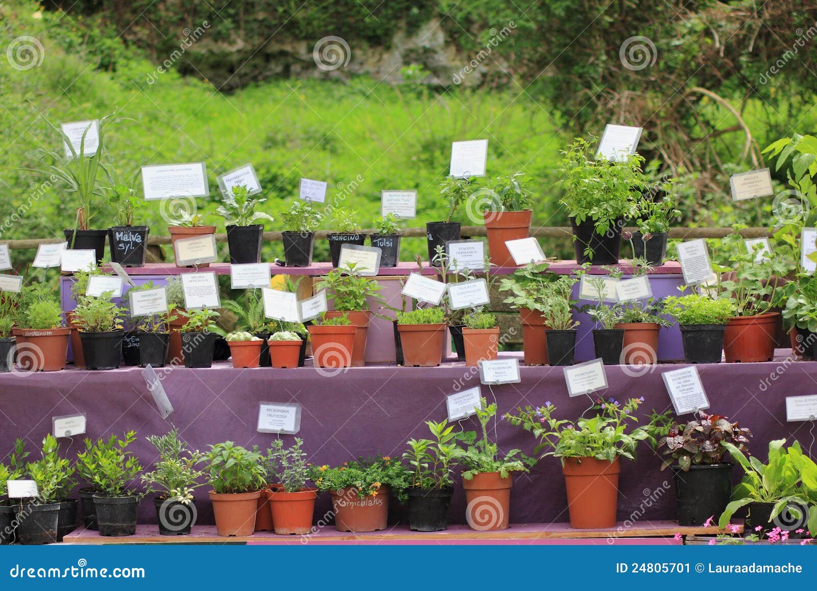 Aromatic herbs stock image. Image of backdrop, happy - 24805701
