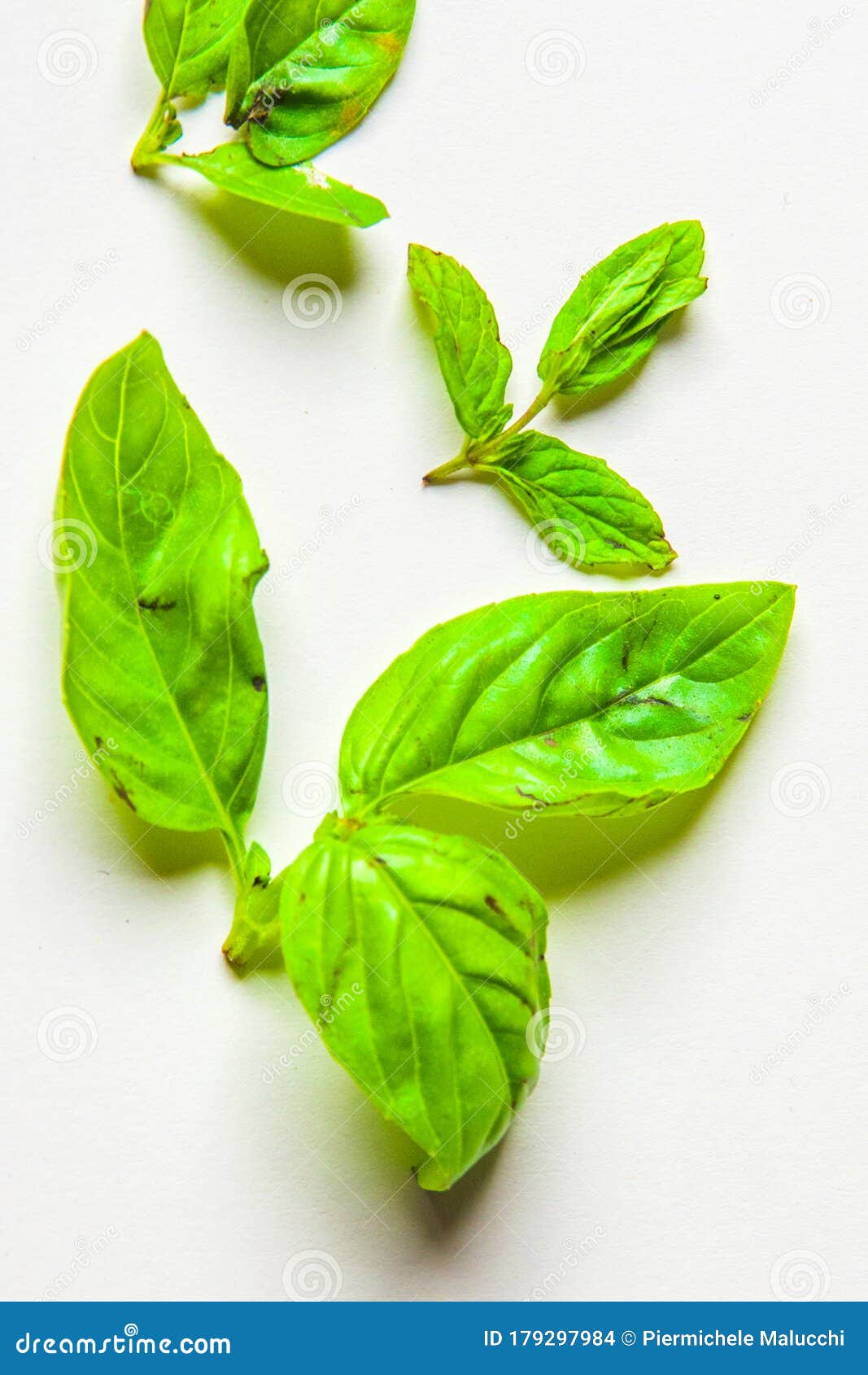 Aromatic herbs - basil stock photo. Image of decoction - 179297984