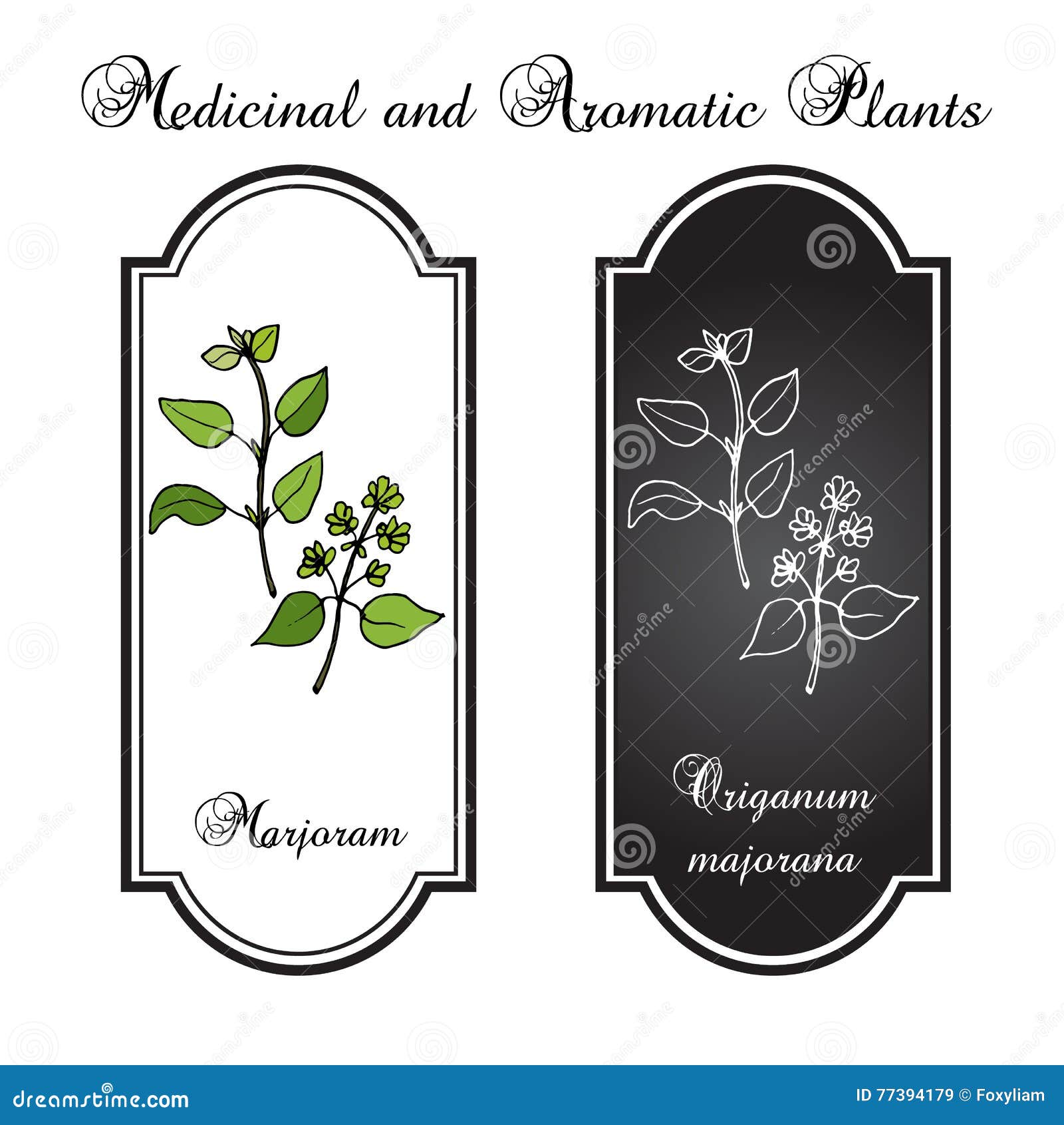 Aromatic Herbs And Plants Background Design Vector Illustration ...