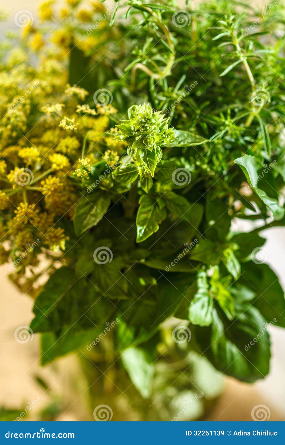 Aromatic herbs stock image. Image of ingredient, close - 32261139