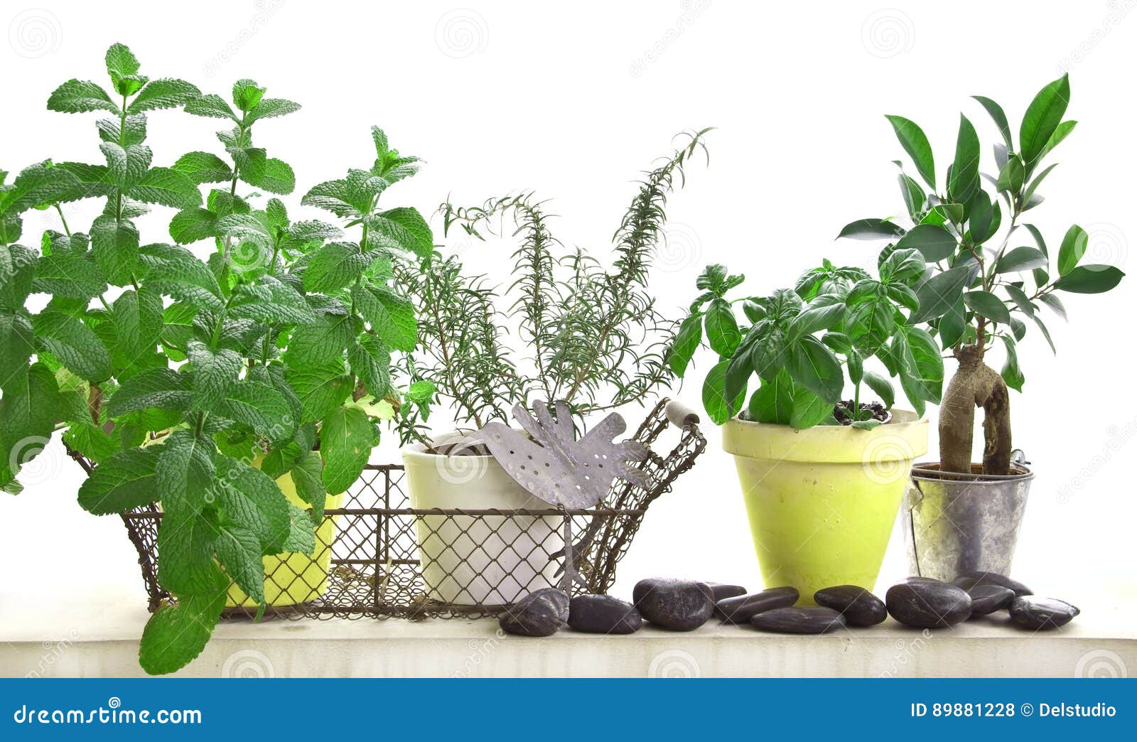 Aromatic Herbs Garden Isolated on White Stock Photo - Image of garden ...