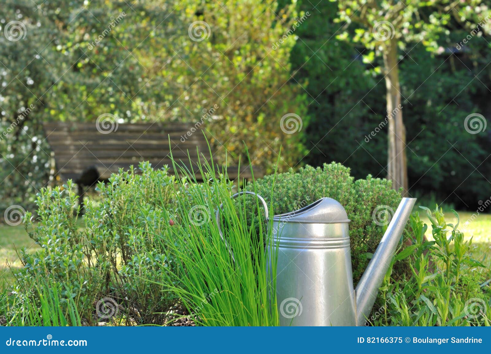 Aromatic herbs in garden stock image. Image of plants - 82166375