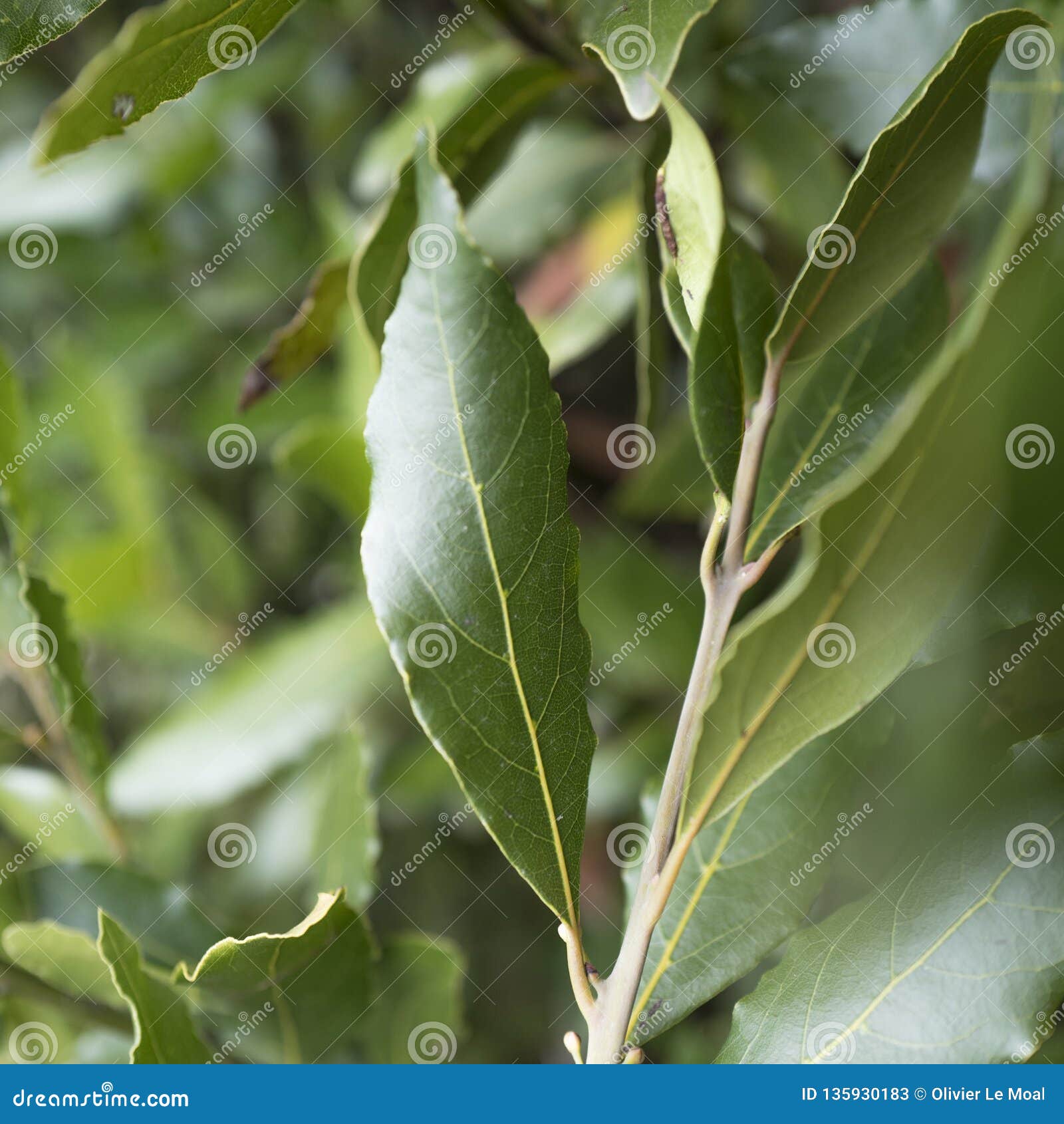 Aromatic Leaves of Laurus Nobilis on a Tree Stock Image - Image of ...