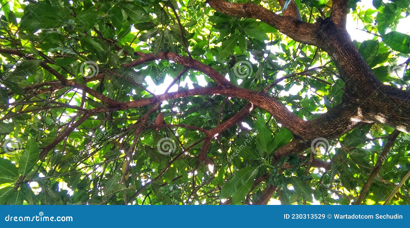 Aromatic mango tree branch stock image. Image of garden - 230313529