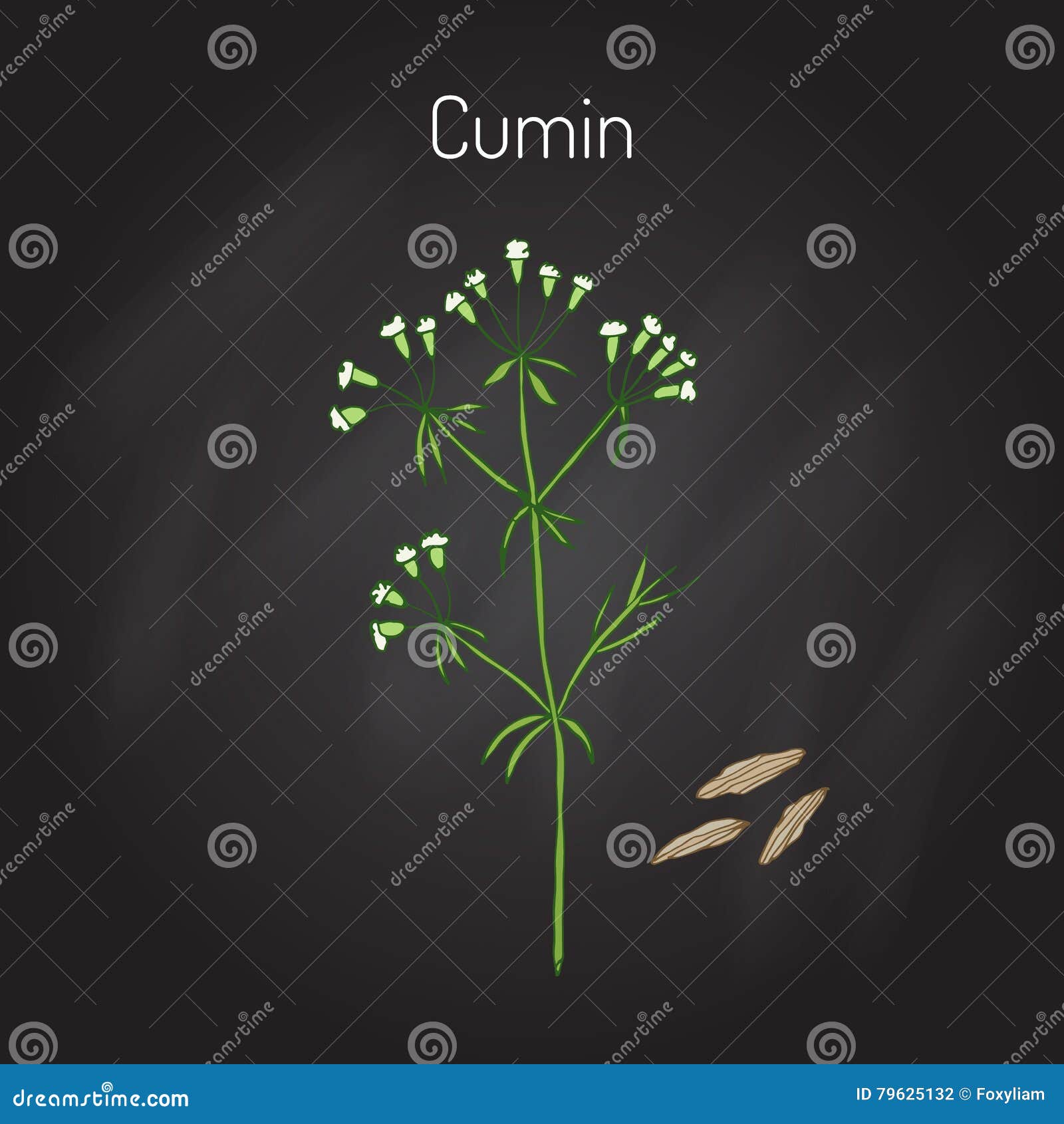 Aromatic plant cumin stock vector. Illustration of cuisine - 79625132