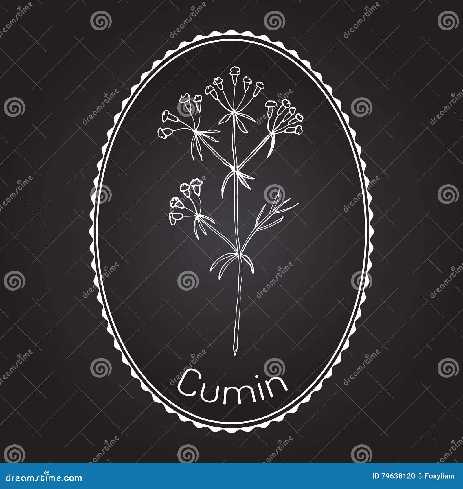 Aromatic plant cumin stock vector. Illustration of cuisine - 79638120