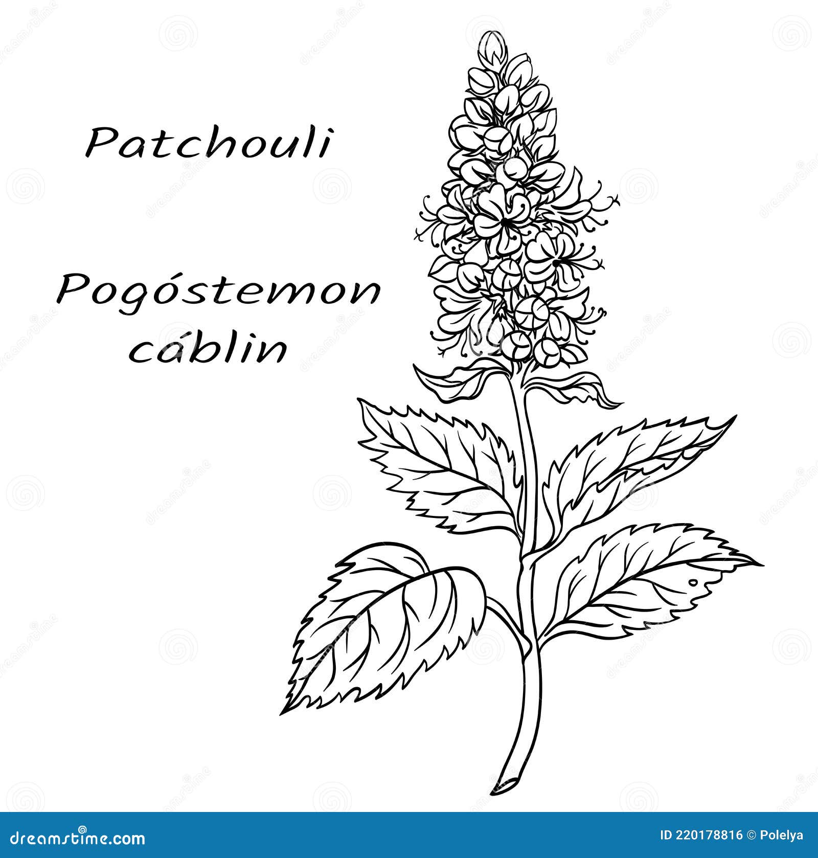 Aromatic Plant Patchouli Pogostemon Cablin Stock Vector - Illustration ...