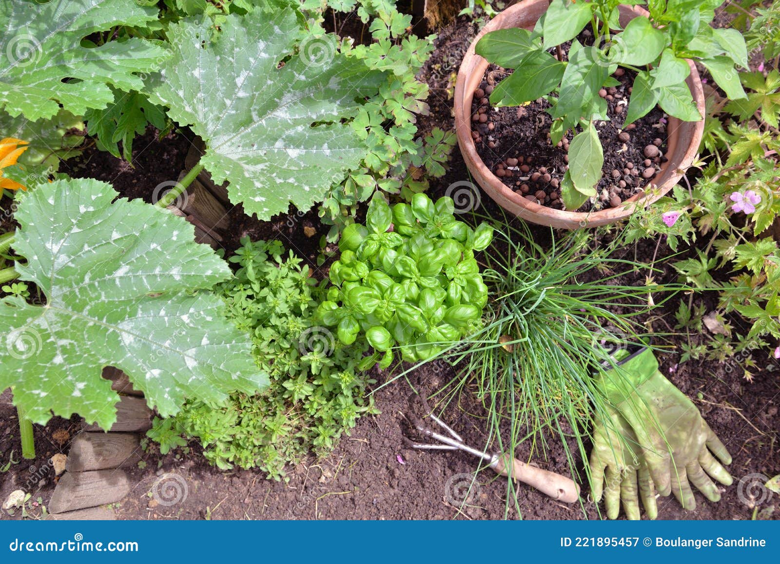 Aromatic Plants and Vegetable Plants Growing in Garden Stock Image ...