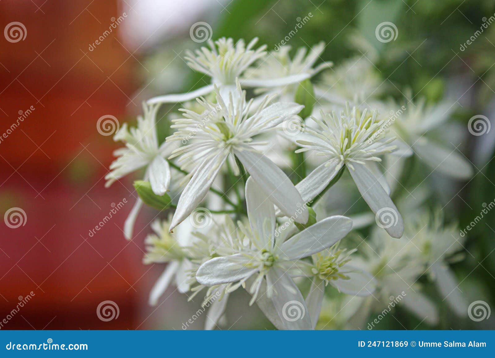 Aromatic White Flower All Over the Frame Stock Image - Image of shrub ...