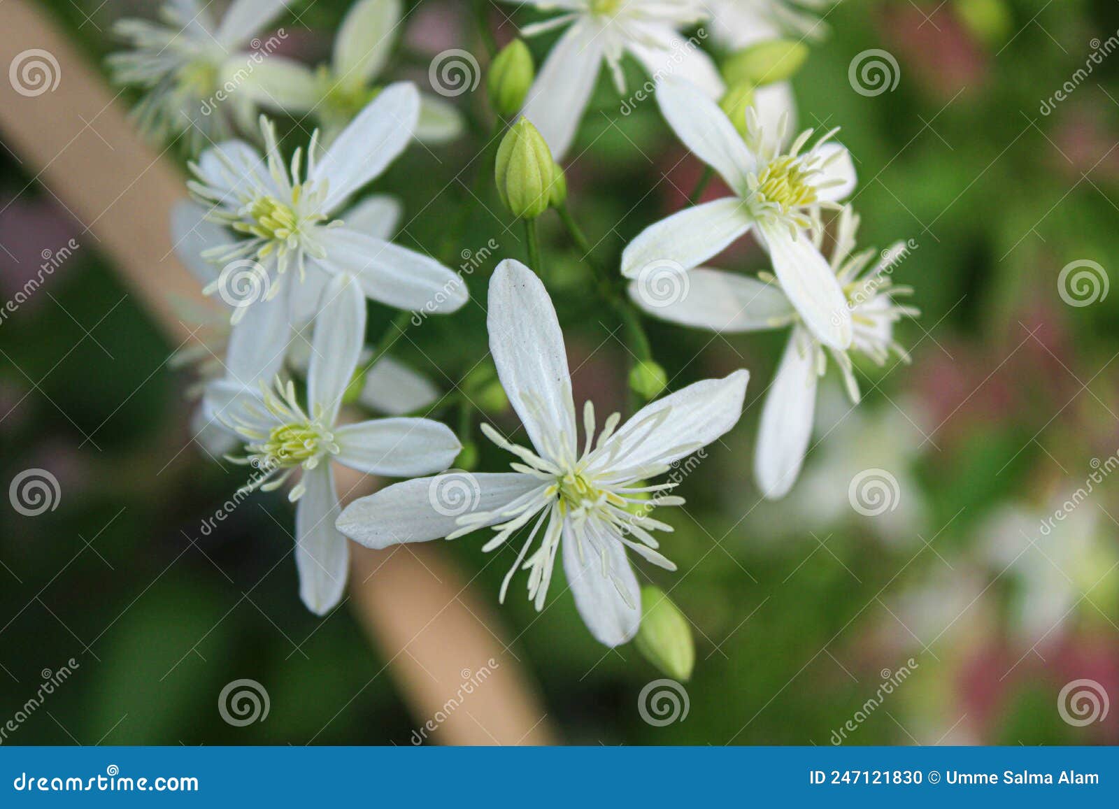 Aromatic White Flower All Over the Frame Stock Photo - Image of ...