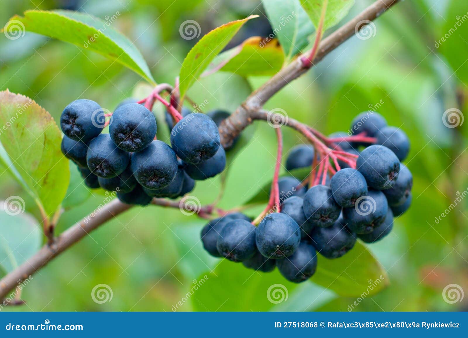 Aronia stock photo. Image of bush, fresh, aronia, health - 27518068