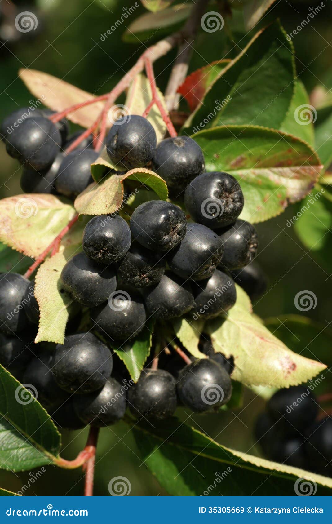 Aronia image stock. Image du jardin, vitamine, lame, sain - 35305669