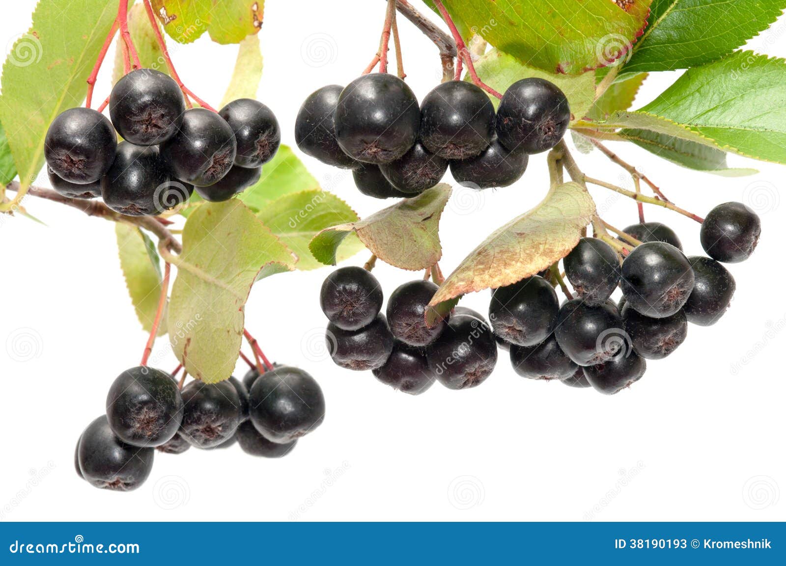 Aronia. stock image. Image of aronia, fruitage, black - 38190193